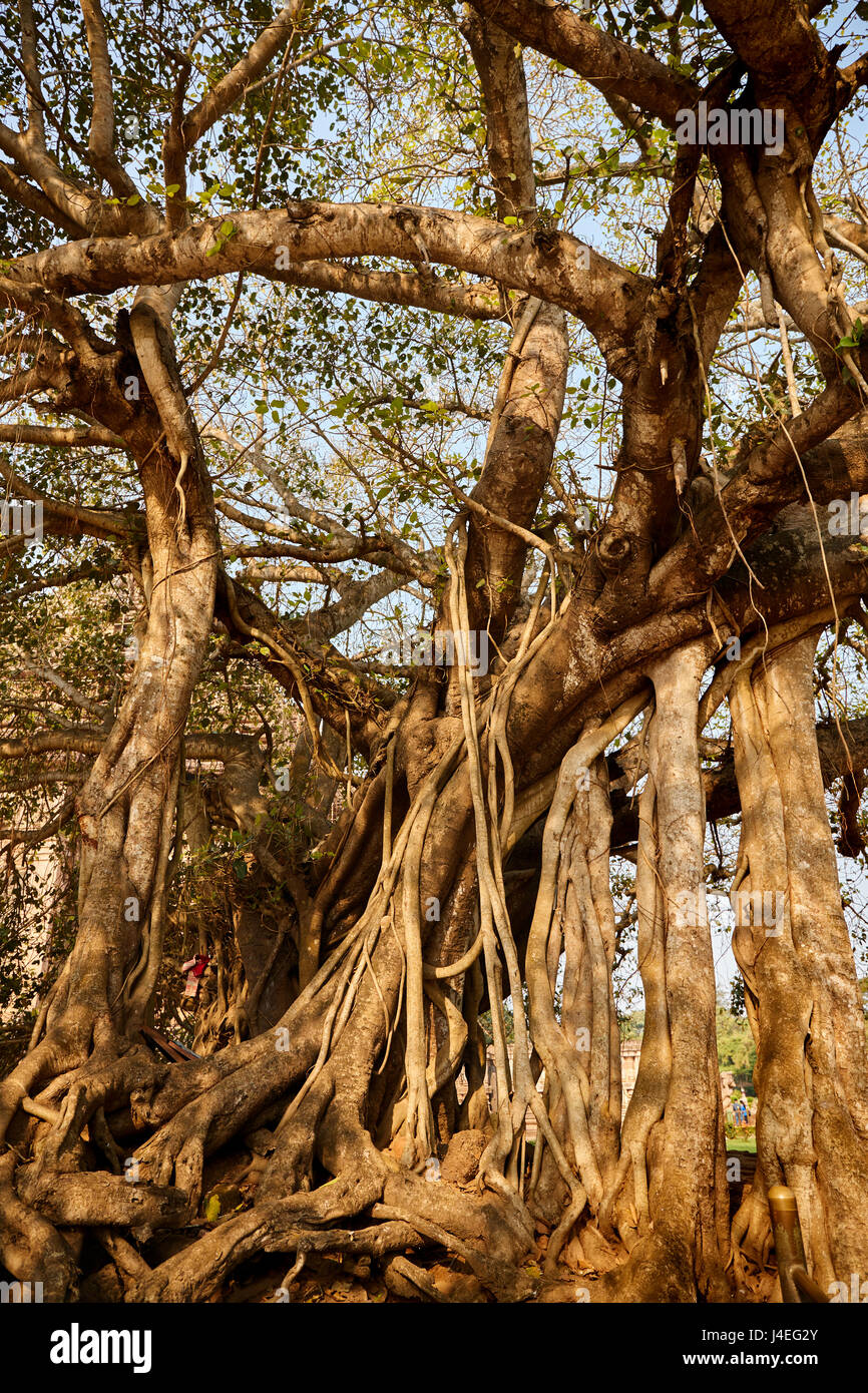 Tree of Life, Amazing Banyan Tree Stock Photo - Alamy