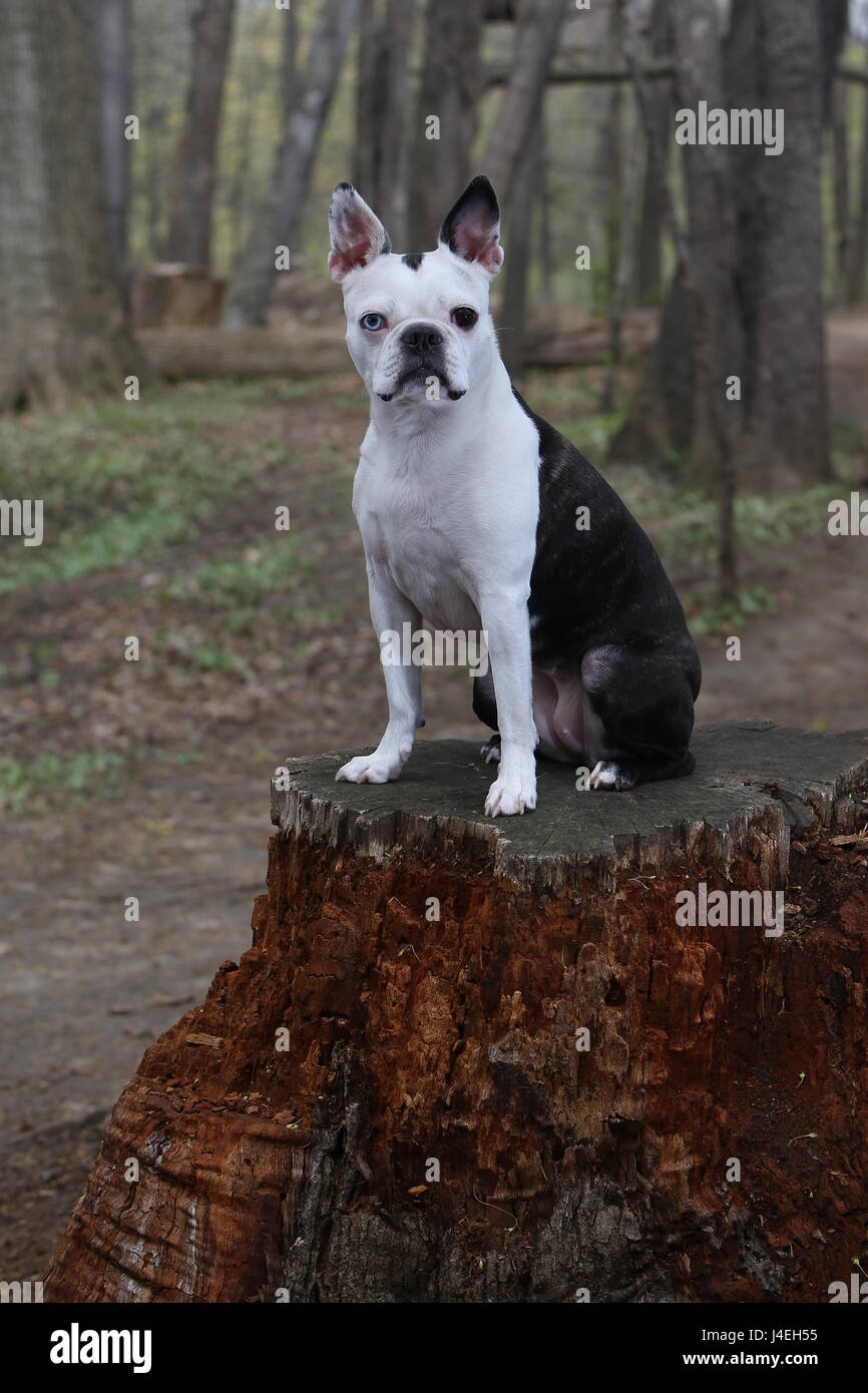 Blue Boston Terrier Mix