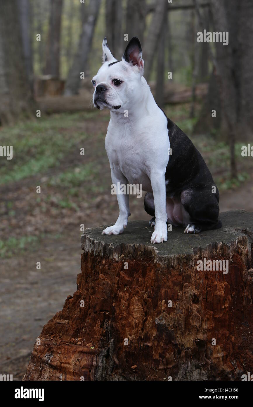 Blue Boston Terrier Mix