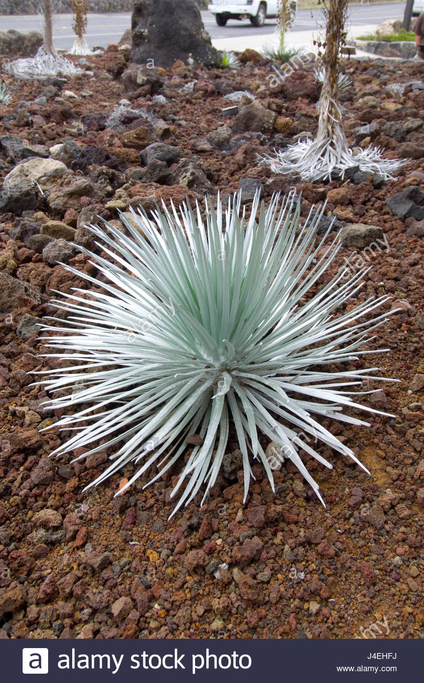 Silver Sword Stock Photos & Silver Sword Stock Images - Alamy