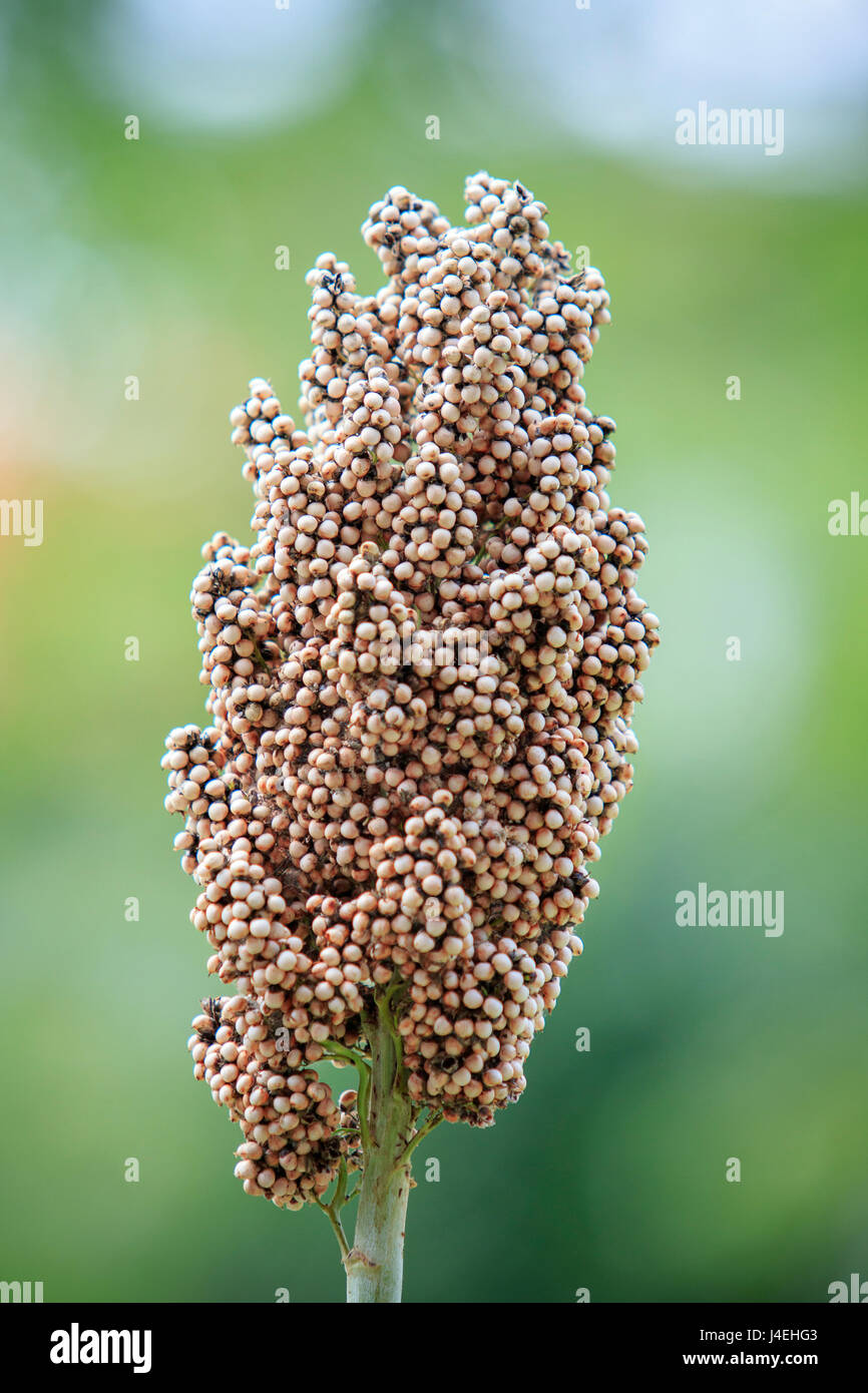 Planting sorghum hi-res stock photography and images - Alamy