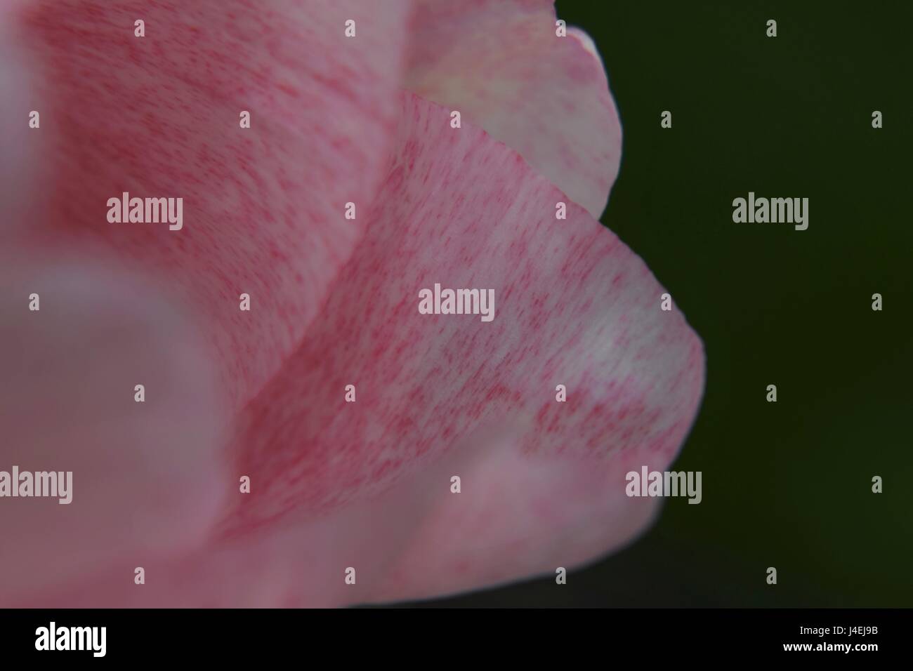 Petals in the ground hi-res stock photography and images - Alamy