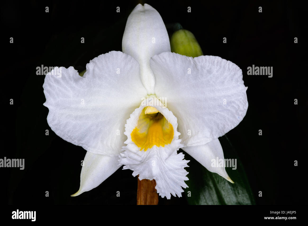 Dendrobium infundibulum Lindl. epiphytic orchid orchid In the habitat ...