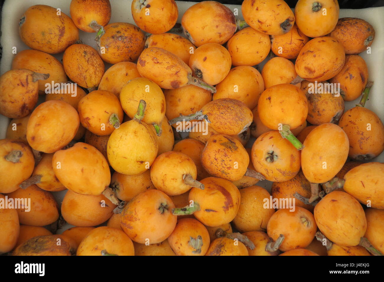 Loquat is a large evergreen shrub or small tree, with a rounded crown ...