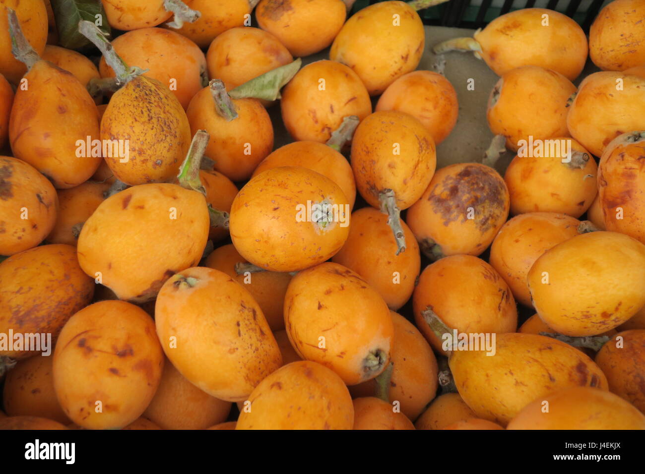 Loquat is a large evergreen shrub or small tree, with a rounded crown ...