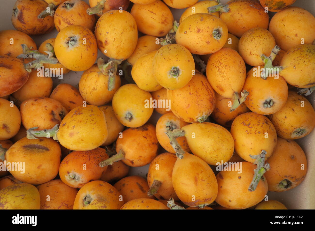 Loquat is a large evergreen shrub or small tree, with a rounded crown ...