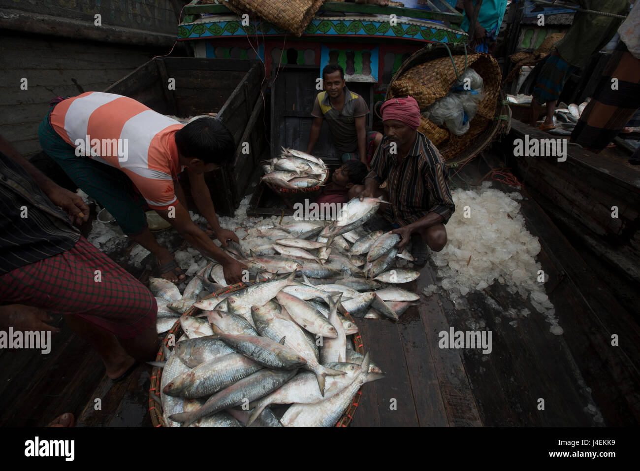 Workers unload Hilsa fish from the trawler at the fish landing station ...