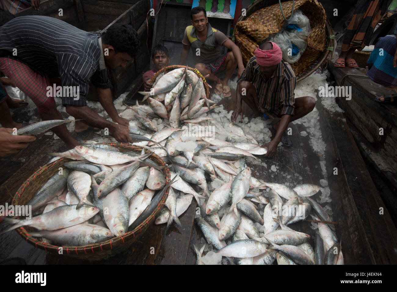 Bangladesh national fish hi-res stock photography and images - Alamy