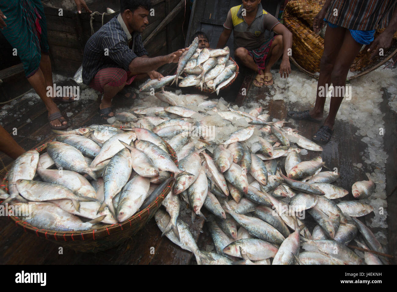 Workers unload Hilsa fish from the trawler at the fish landing station ...