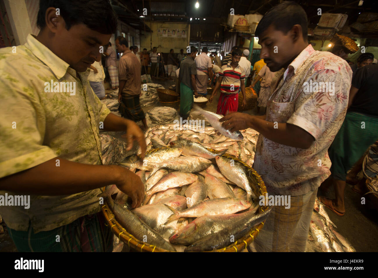 Padma hilsa hi-res stock photography and images - Alamy