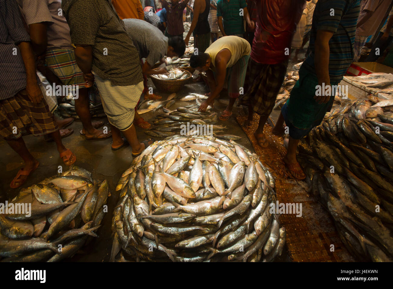 Hilsa fishes are selling at the Station Road wholesale market in ...