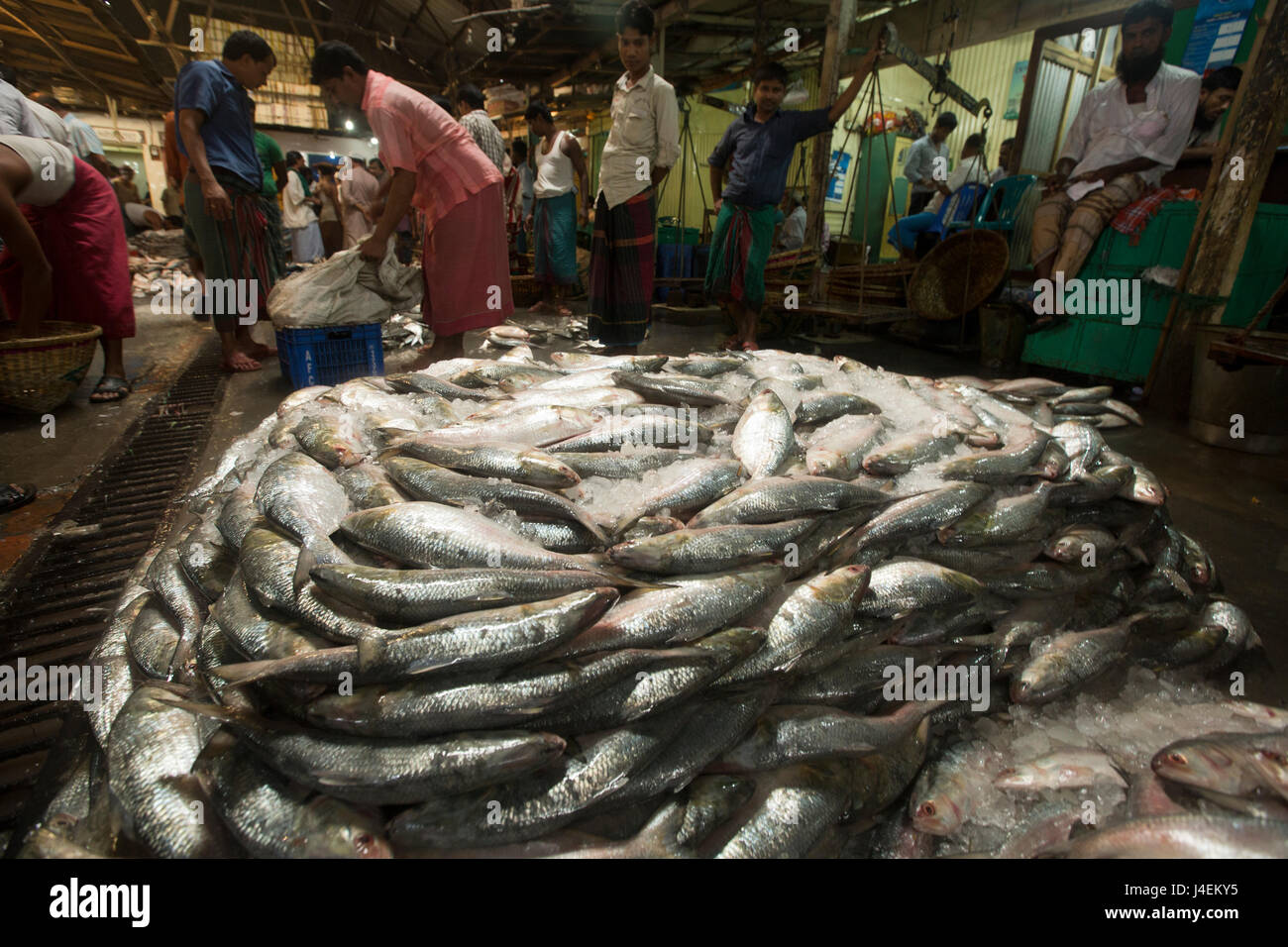 Hilsha wholesale market hi-res stock photography and images - Alamy