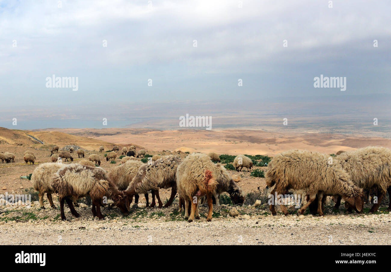 A herd of sheep in the Jordanian desert overlooking the the Dead sea ...