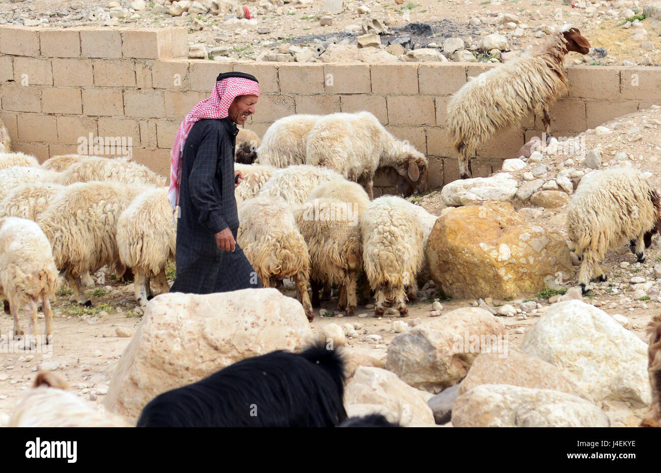 A Jordanian man herding his sheep Stock Photo - Alamy