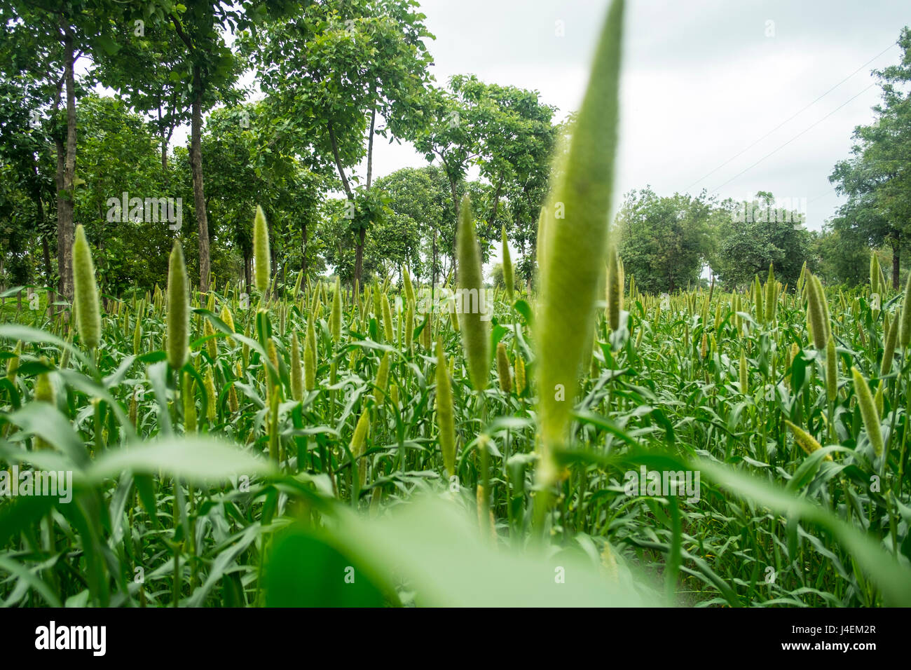 Bajra crop hi-res stock photography and images - Alamy