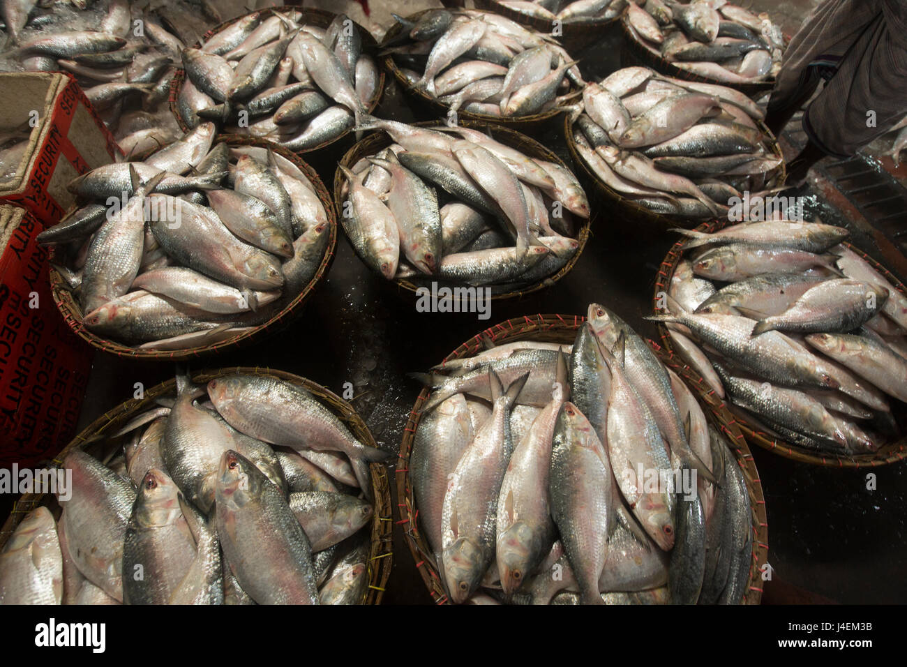 Silver hilsha hi-res stock photography and images - Alamy