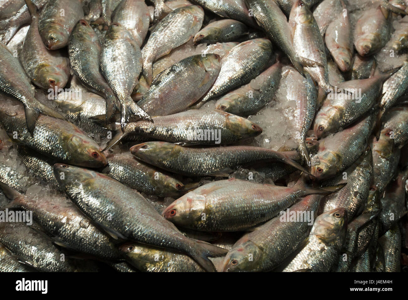 Hilsha Fishing In Padma River High Resolution Stock Photography and ...