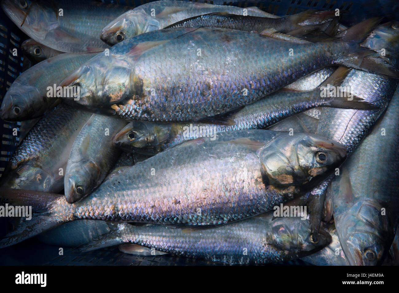 Hilsa fish of padma river High Resolution Stock Photography and Images ...