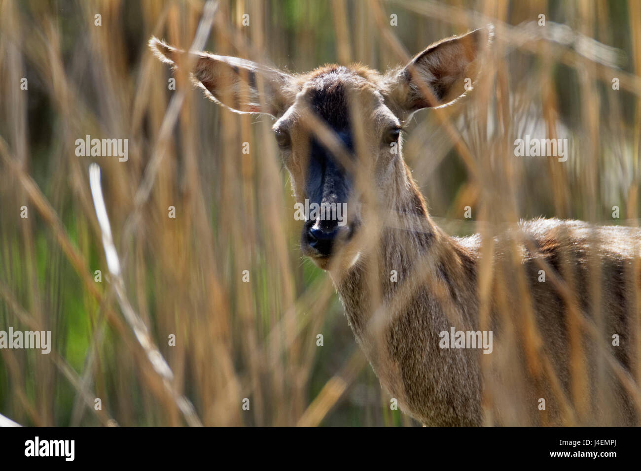 The female of the deer (hind) in the reeds of Kopacki rit, Croatia ...