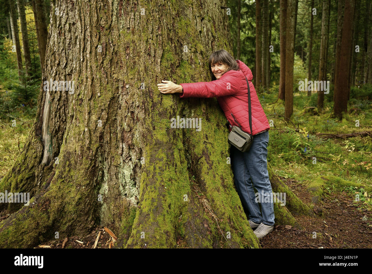 Danieltanne, thickest White Spruce tree in Blackforest Nature Park ...