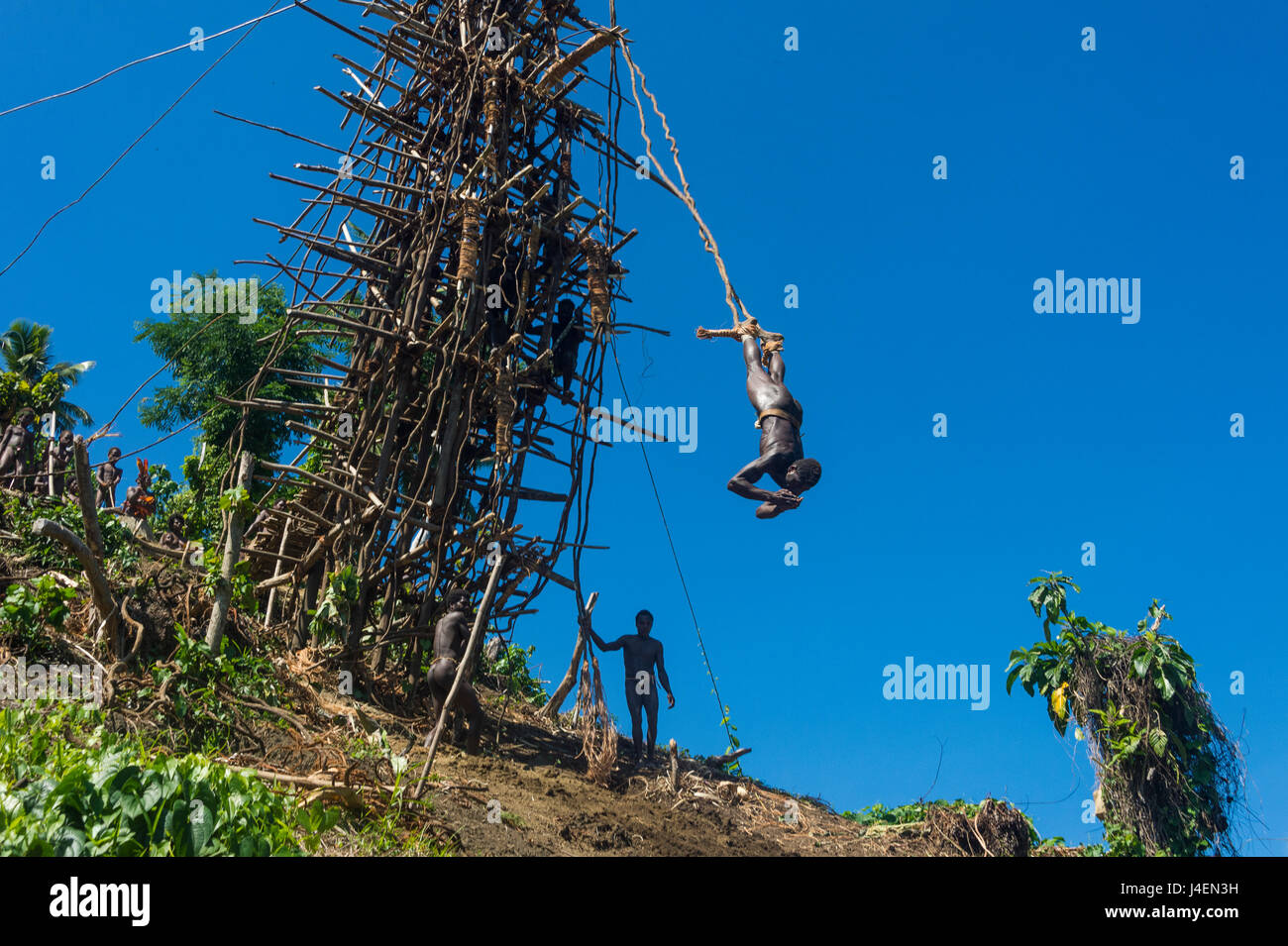 Man jumping from a bamboo tower, Pentecost land diving, Pentecost ...