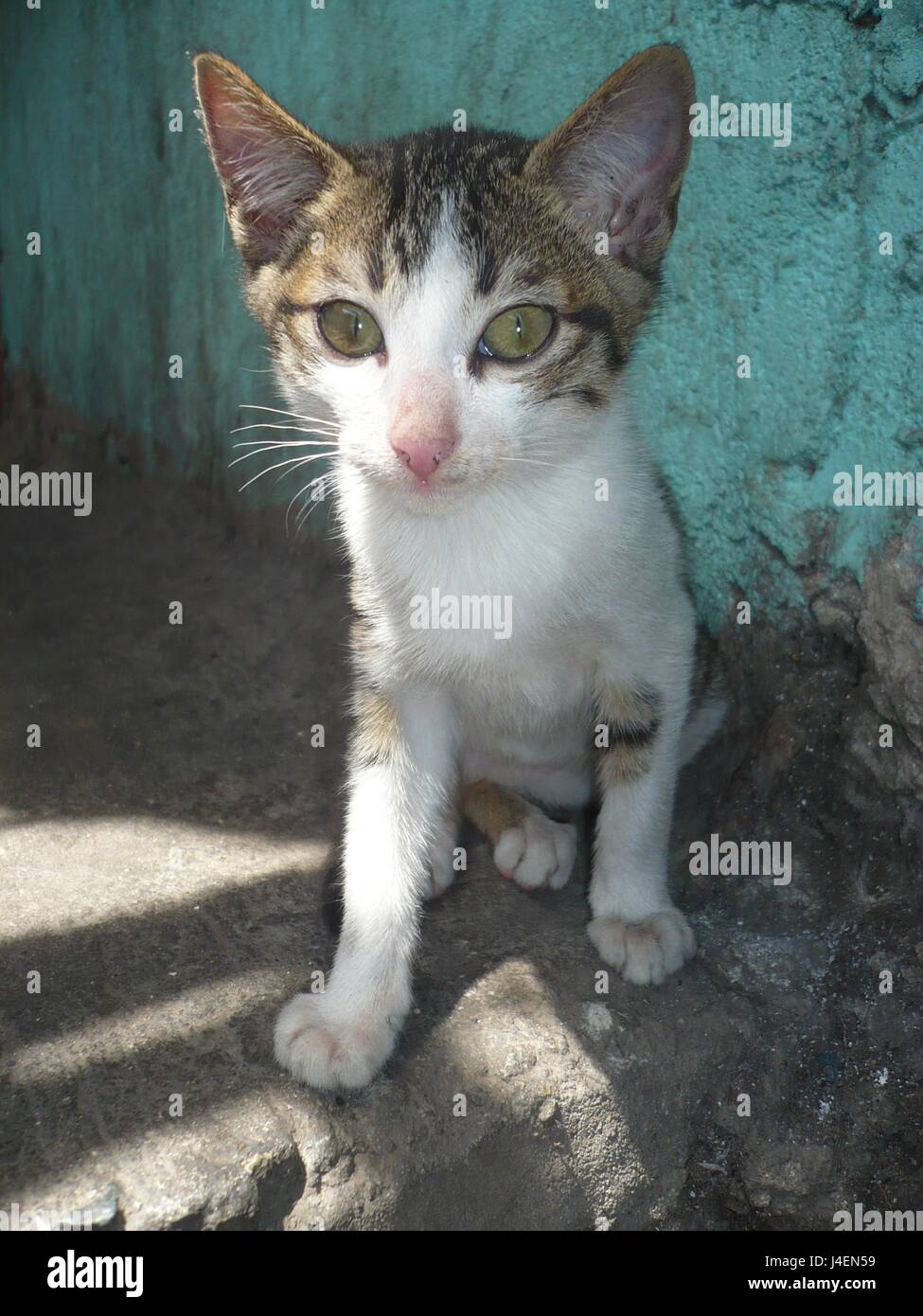 Kitten staring at the camera hi-res stock photography and images - Alamy