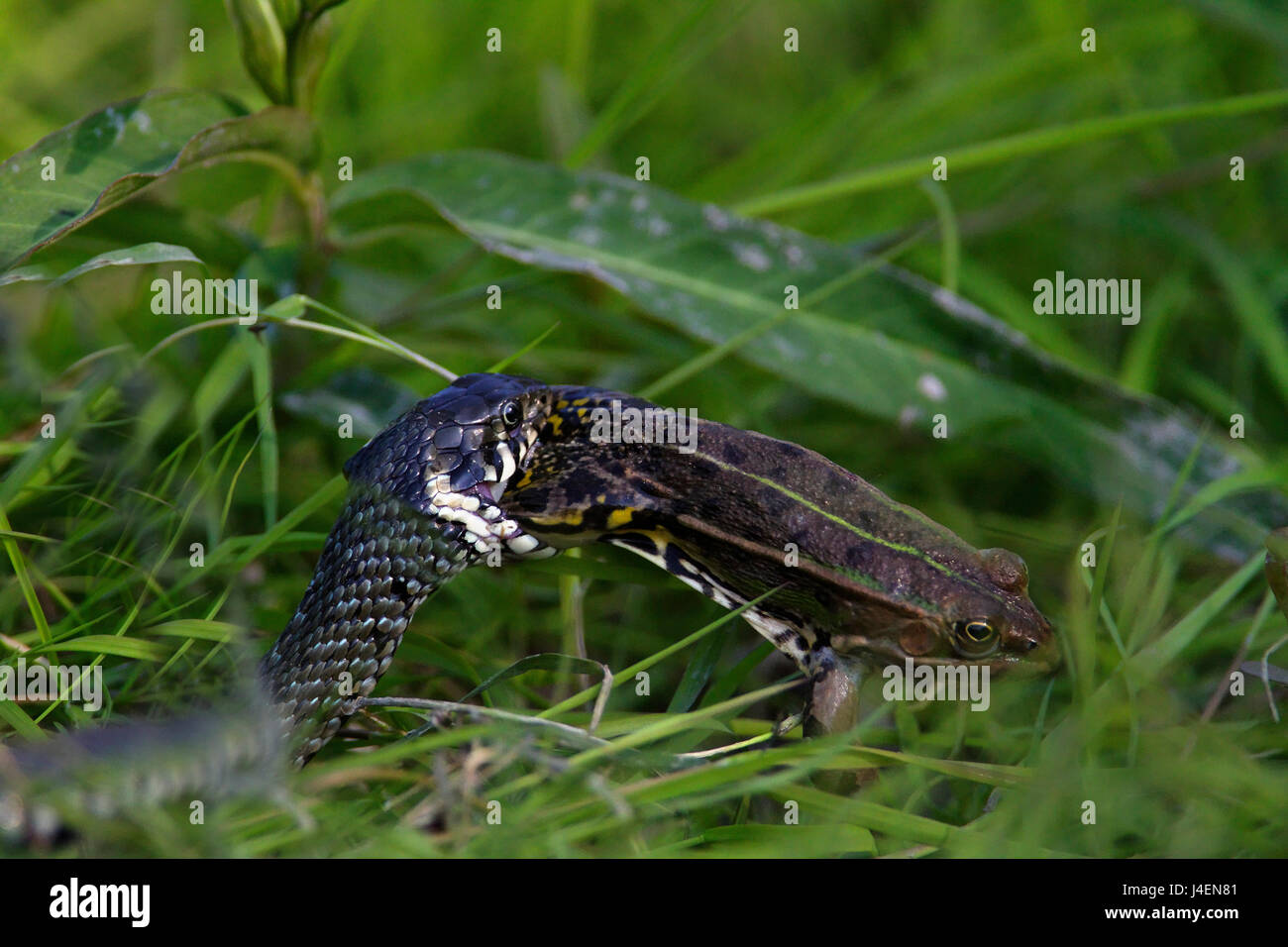 Edible Grass Snake