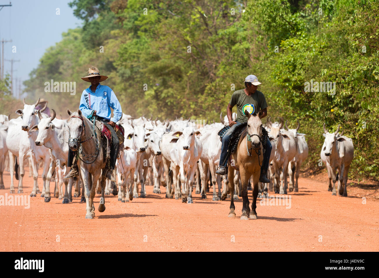Real cowboy riding horse cattle hi-res stock photography and images - Alamy