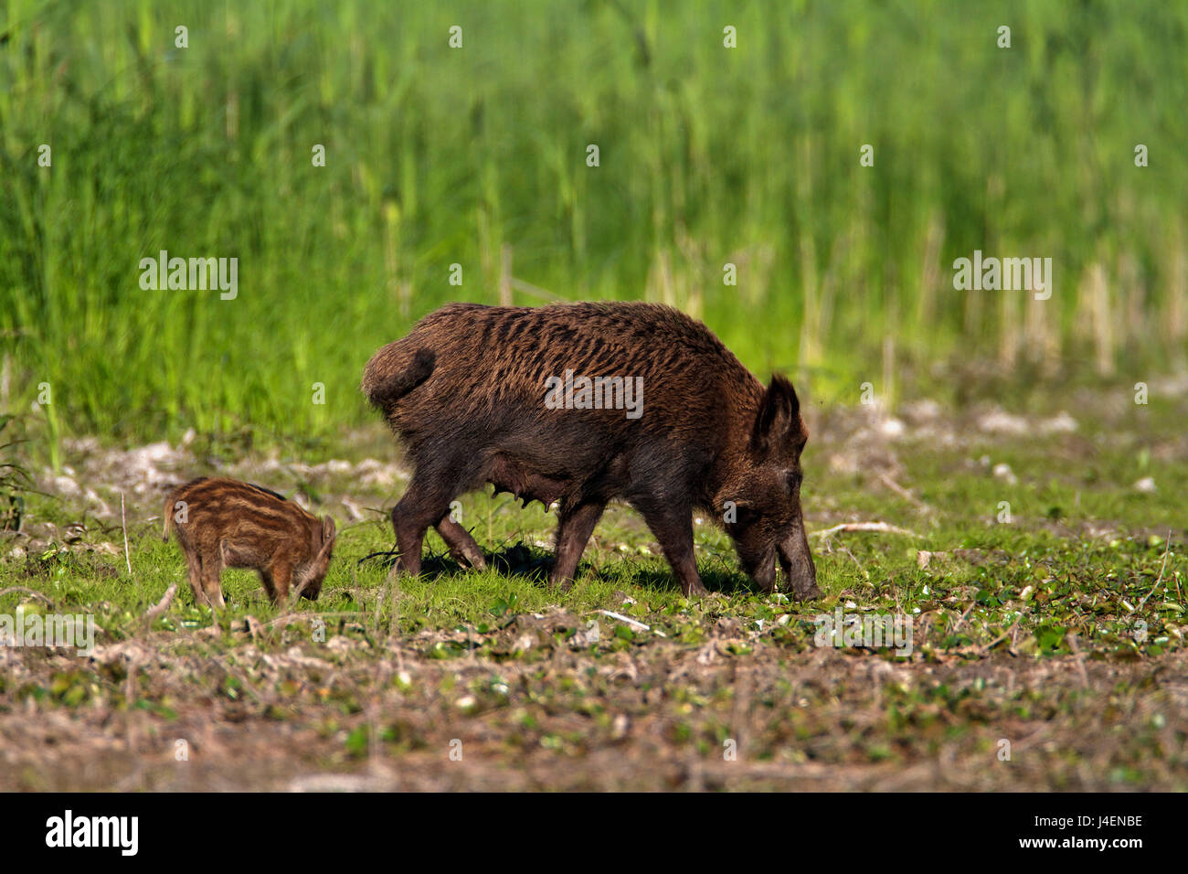 Kopacki rit animal hi-res stock photography and images - Alamy