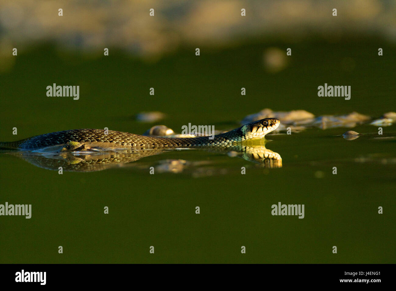 The grass snake from Kopački rit, Croatia Stock Photo - Alamy
