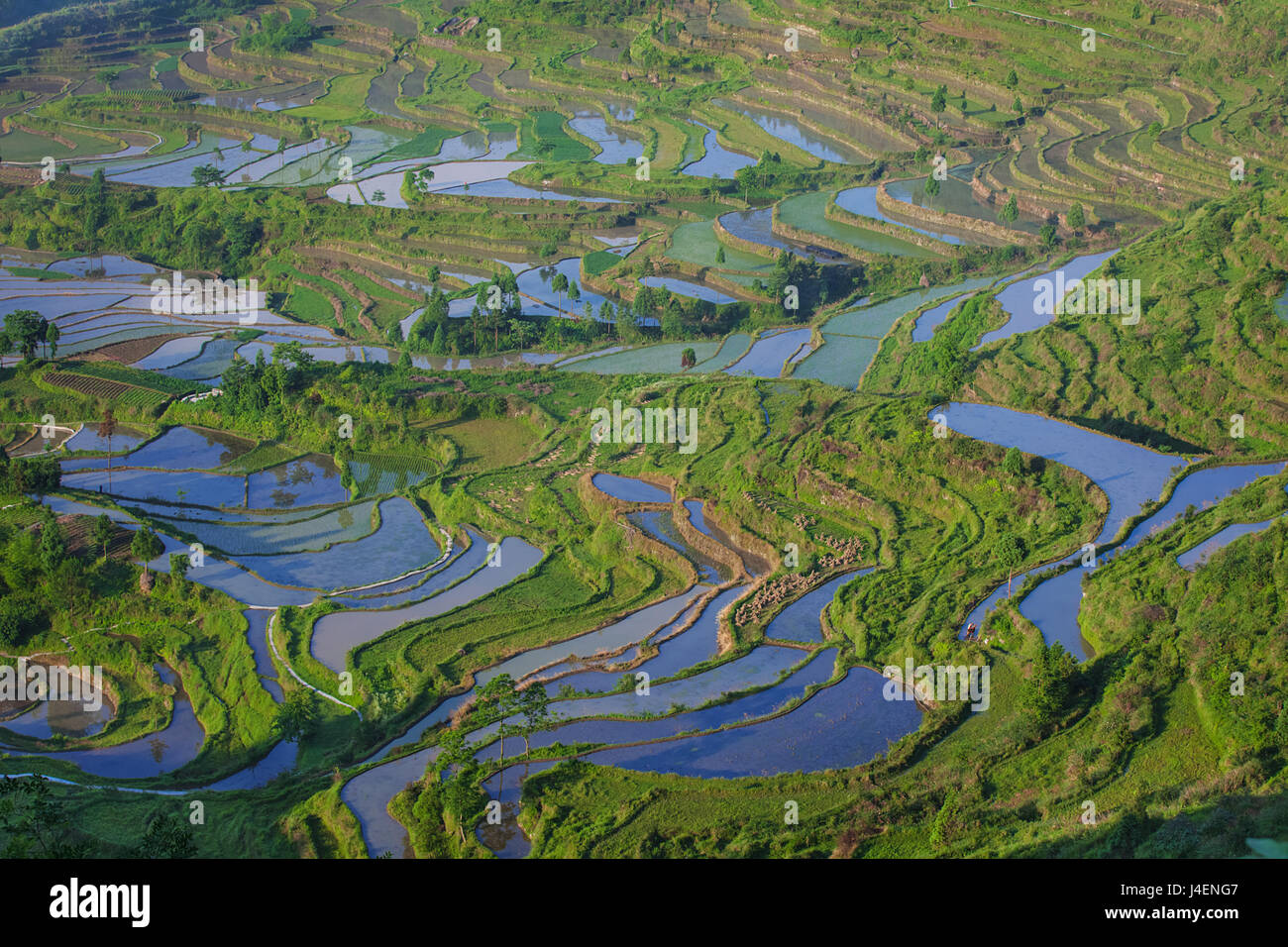 Malaysia rice field terraced hi-res stock photography and images - Alamy