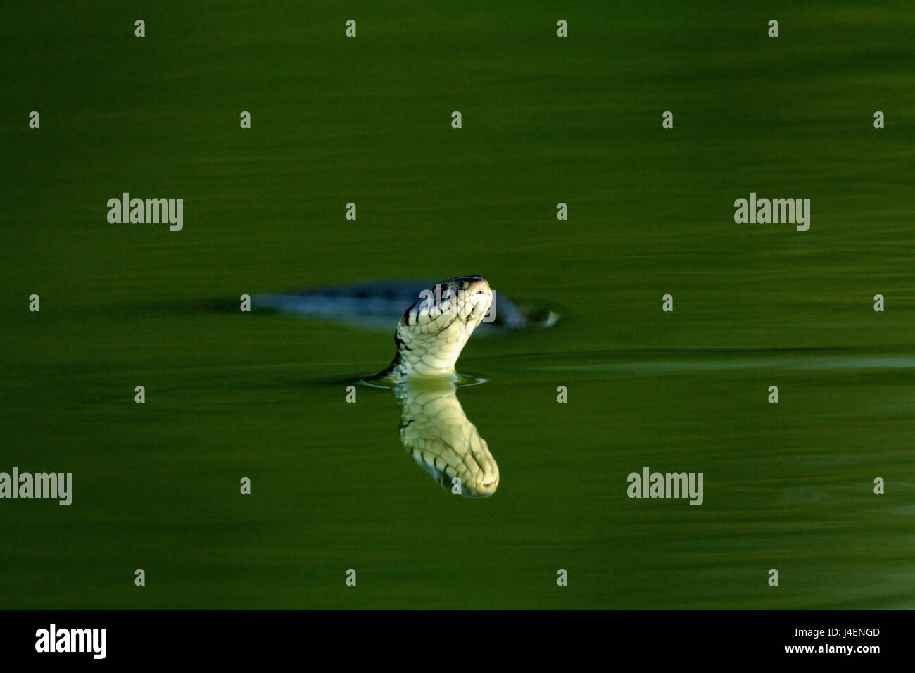 The grass snake sliding on the water in Kopacki rit, Croatia Stock ...