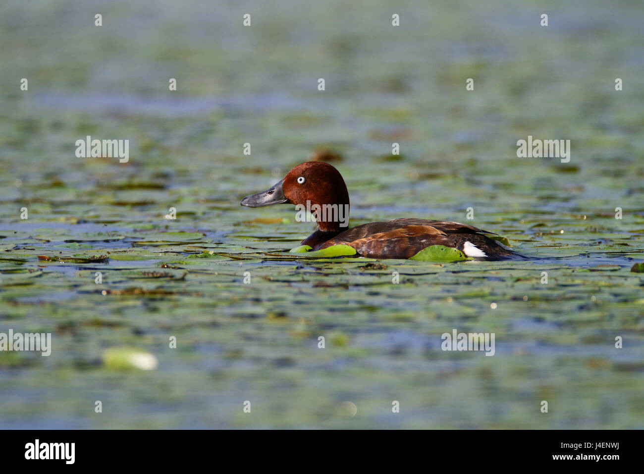ferruginous duck from Kopački rit Stock Photo - Alamy