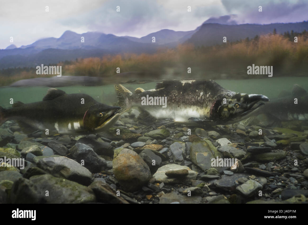 Pink salmon (Oncorhynchus gorbuscha), spawning season, Prince William ...