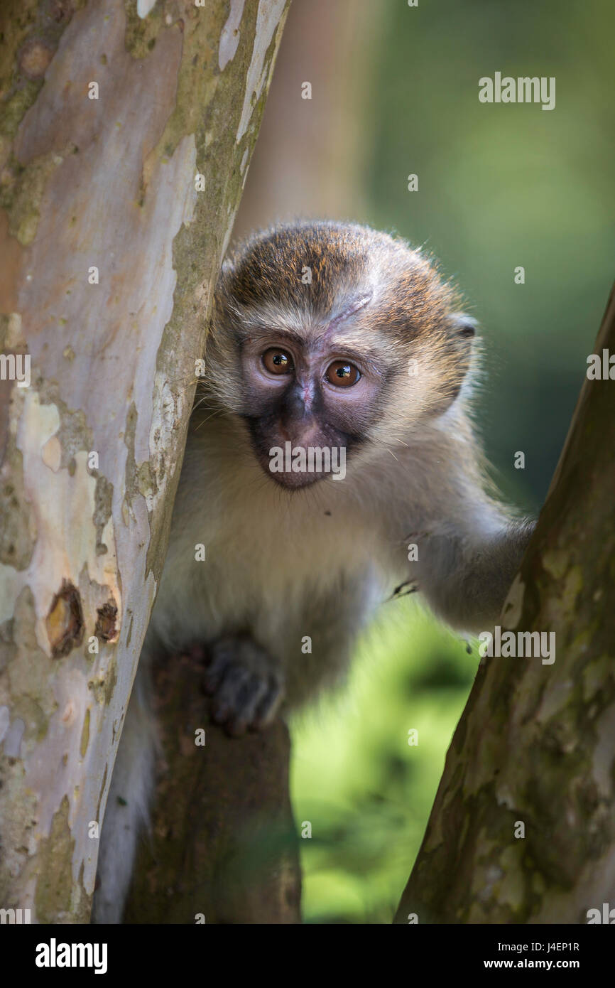 Vervet monkey (Chlorocebus pygerythrus), Uganda, Africa Stock Photo - Alamy