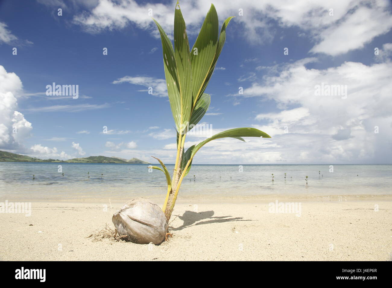 Young coconut tree hi-res stock photography and images - Alamy