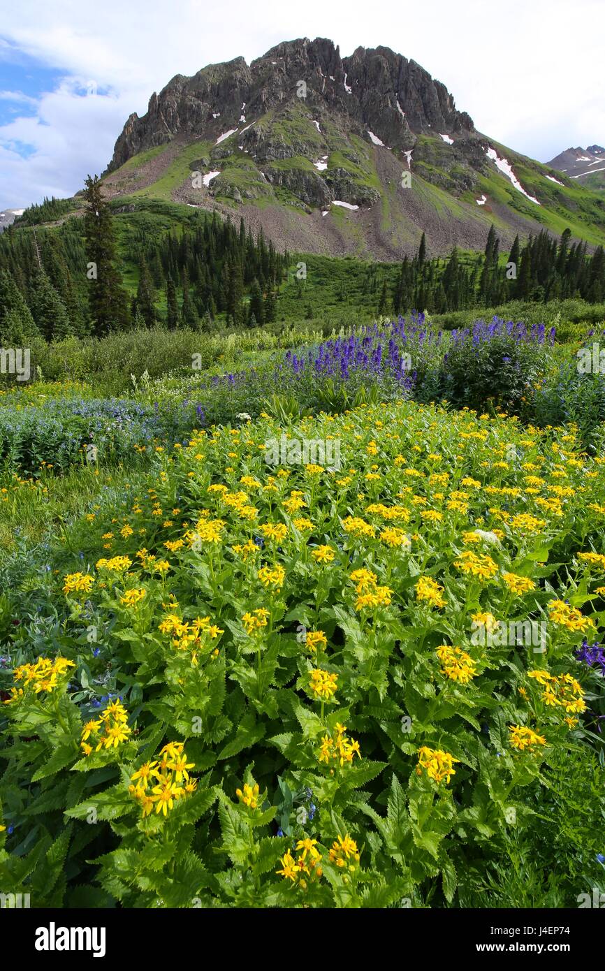 Summer wildflowers in Colorado's San Juan mountains, Colorado, United ...