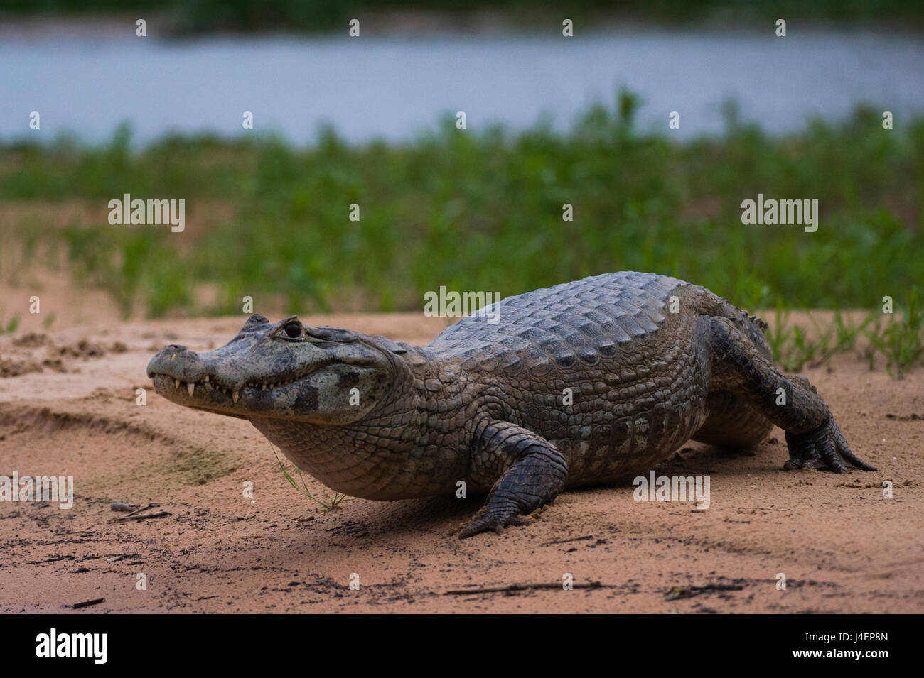 A Yacare caiman (Caiman crocodylus yacare), on a river bank, Cuiaba ...