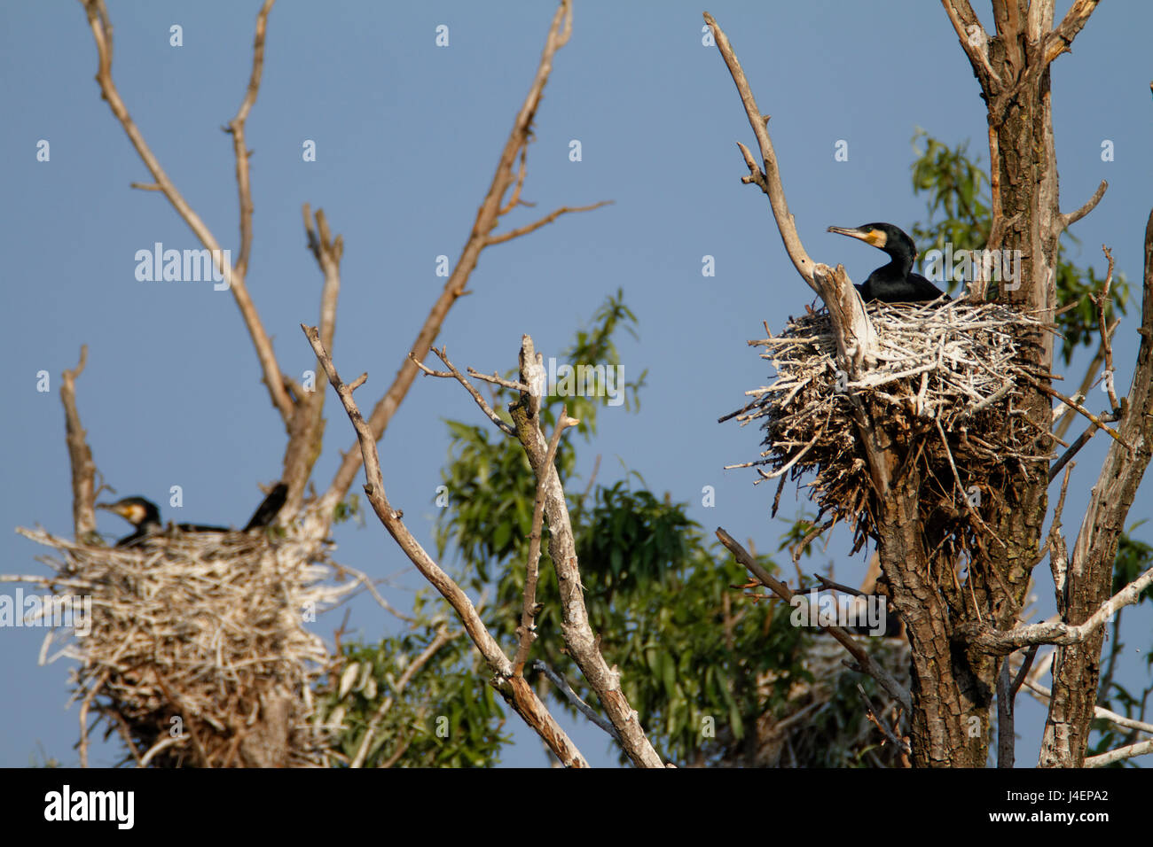 Great cormorant nesting colony in Kopački rit, Croatia Stock Photo - Alamy