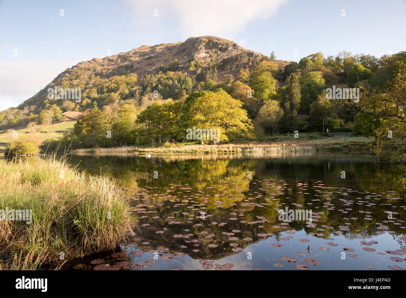 Spring morning on Rydal Water in the Lake District, Cumbria England UK ...