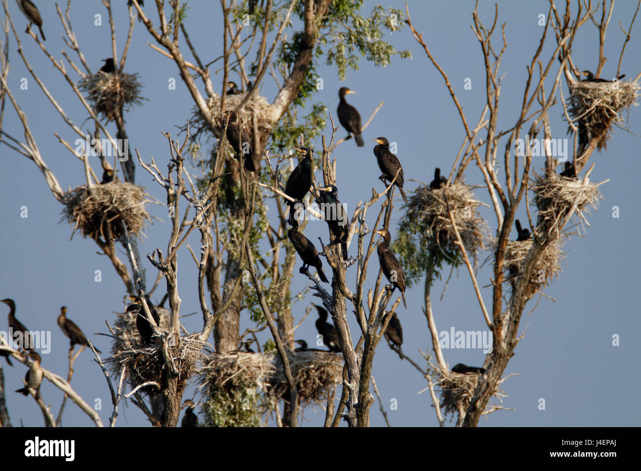 Great cormorant nesting colony in Kopački rit, Croatia Stock Photo - Alamy