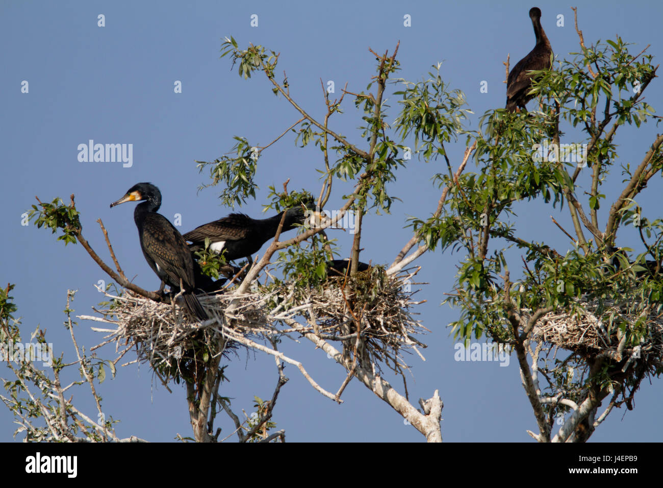 Great cormorant nesting colony in Kopački rit, Croatia Stock Photo - Alamy