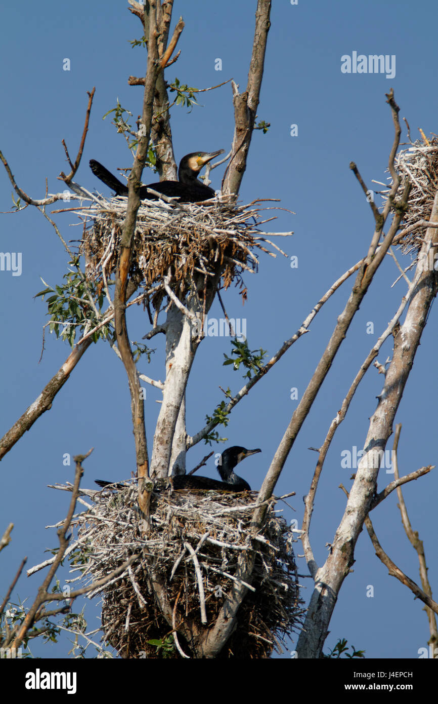 Great cormorant nesting colony in Kopački rit, Croatia Stock Photo - Alamy