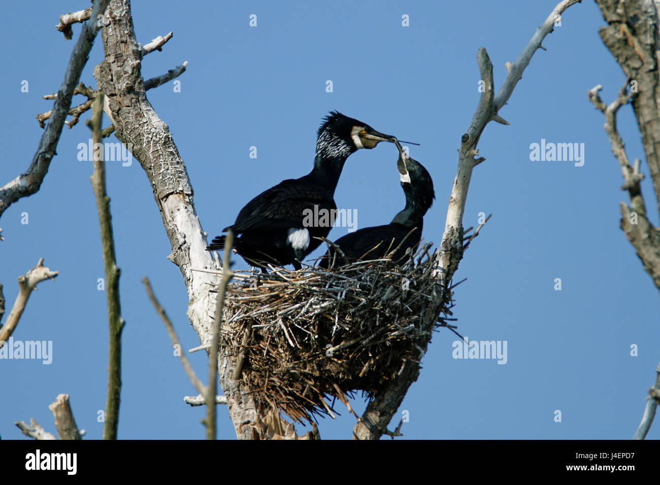 Great cormorant nesting colony in Kopački rit, Croatia Stock Photo - Alamy