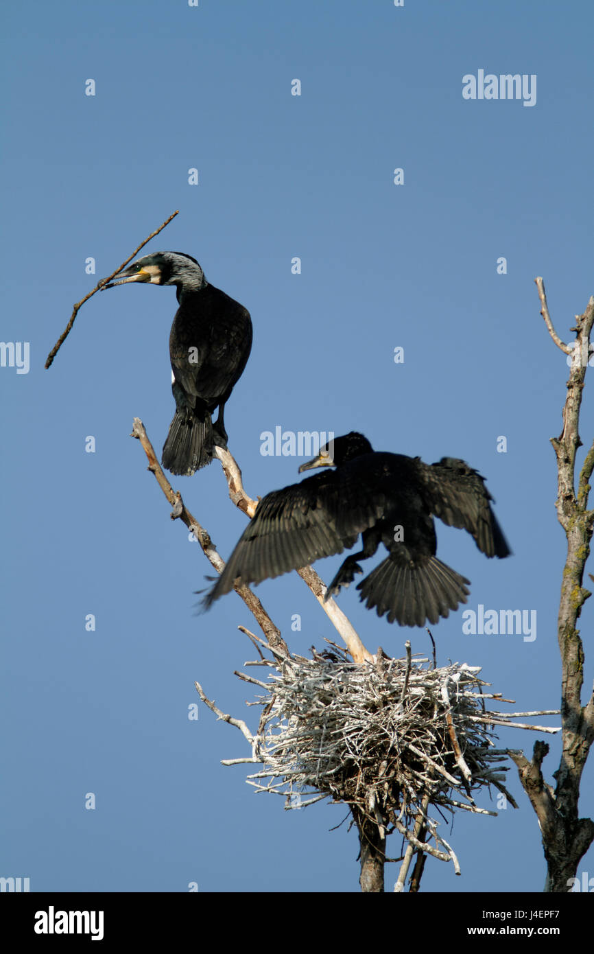 Great cormorant nesting colony in Kopacki rit, Croatia Stock Photo - Alamy