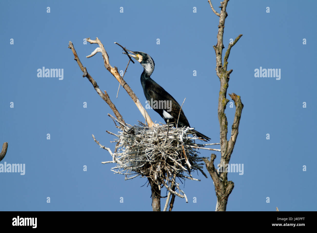 Great cormorant nesting colony in Kopački rit, Croatia Stock Photo - Alamy