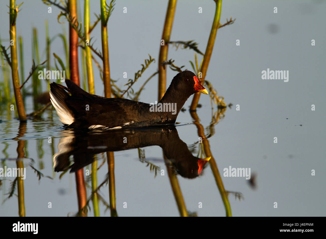 Waterhen river hi-res stock photography and images - Alamy