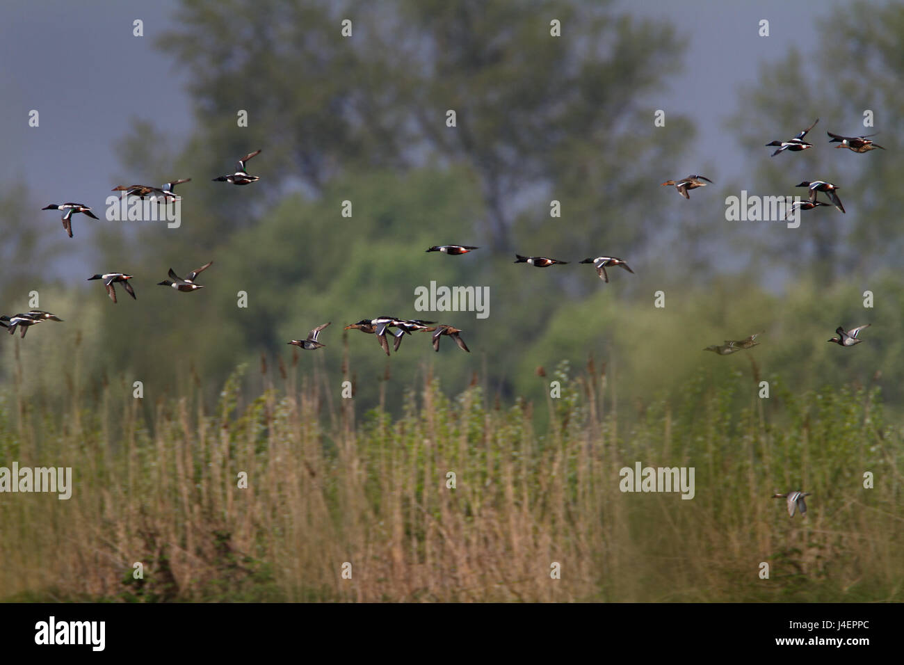 Ducks in migration Stock Photo - Alamy