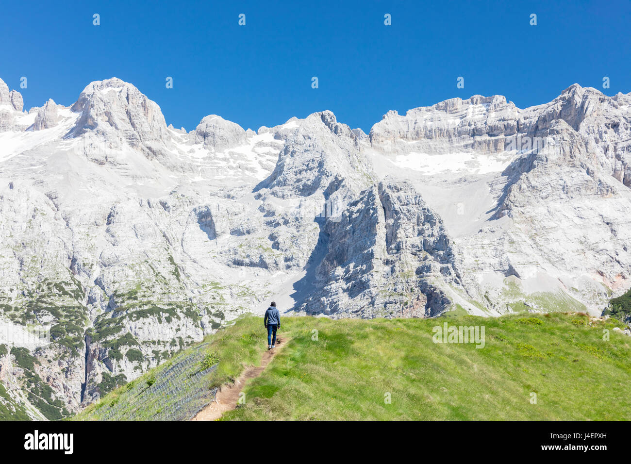 Hiker proceeds on the path to the rocky peaks, Doss Del Sabion, Pinzolo ...