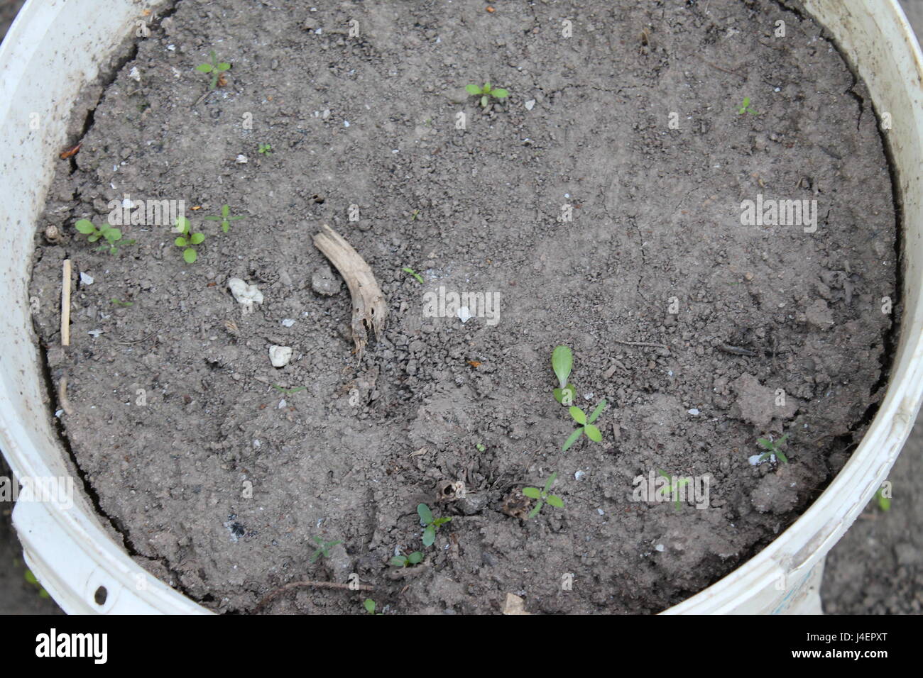a heap of sand poured out near the forest Stock Photo - Alamy
